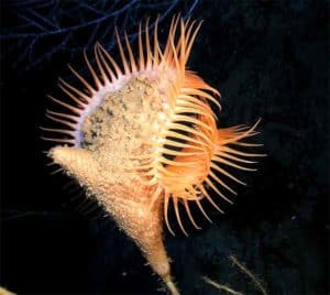 Animals Without A Brain (And How They Function Anyway – AnimalHow.com