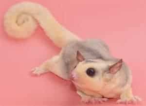 What Are Terrestrial Animals? Easy Explanation + 10 Examples ...