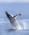 41 Arctic Animals With Amazing Surviving Skills (Facts + Pictures ...