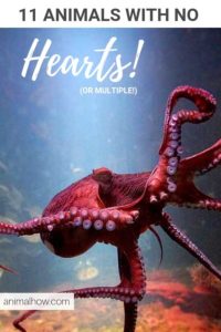 8 Weird Animals Without A Heart (And 3 With Multiple Hearts ...
