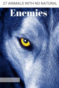 27 Animals With No Natural Enemies (With Pictures) – AnimalHow.com