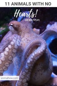 8 Weird Animals Without A Heart (And 3 With Multiple Hearts ...
