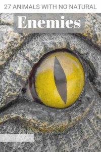 27 Animals With No Natural Enemies (With Pictures) – AnimalHow.com