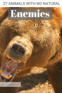 27 Animals With No Natural Enemies (With Pictures) – AnimalHow.com