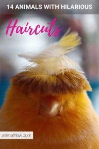 19 Animals With Hilarious Hairstyles (and 3 with UGLY hair) – AnimalHow.com