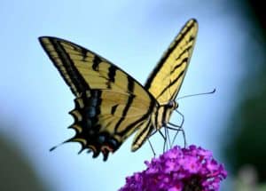 5 Animals That NEVER Sleep (And How They Manage Without) – AnimalHow.com