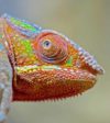36 Animals With Amazing Camouflage Skills (With Pictures) – AnimalHow.com