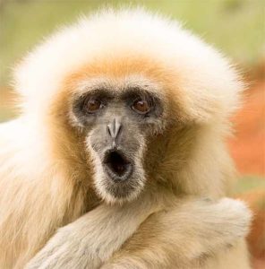 8 Animals With Incredibly Good Memory (With Pictures) – AnimalHow.com