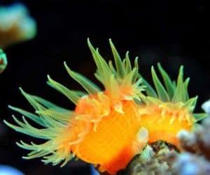 Why Are Corals Animals? (And How Do They Function?) – AnimalHow.com