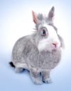 16 Animals That Make No Sounds (Why They Are 100% Silent) – AnimalHow.com