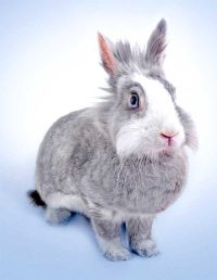 16 Animals That Make No Sounds (Why They Are 100% Silent) – AnimalHow.com