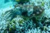 36 Animals With Amazing Camouflage Skills (With Pictures) – AnimalHow.com