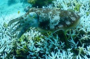 36 Animals With Amazing Camouflage Skills (With Pictures) – AnimalHow.com