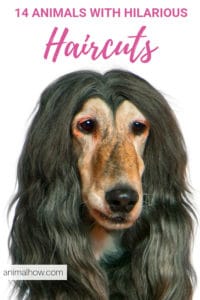 19 Animals With Hilarious Hairstyles (and 3 with UGLY hair) – AnimalHow.com