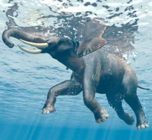 8 Animals With Incredibly Good Memory (With Pictures) – AnimalHow.com