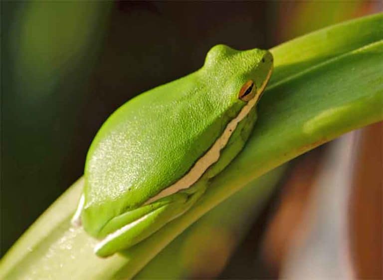 Why Do Animals Migrate? Here Are The Facts – AnimalHow.com