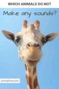 16 Animals That Make No Sounds (Why They Are 100% Silent) – AnimalHow.com