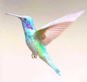 16 Animals That Make No Sounds (Why They Are 100% Silent) – AnimalHow.com