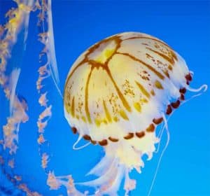 5 Animals That NEVER Sleep (And How They Manage Without) – AnimalHow.com