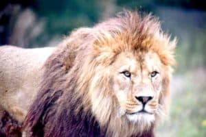 27 Animals With No Natural Enemies (With Pictures) – AnimalHow.com