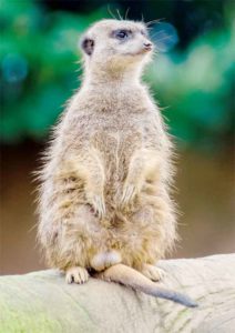Why Do Animals Have Tails? 8 Amazing Reasons! – AnimalHow.com
