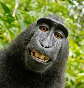 19 Animals With Hilarious Hairstyles (and 3 with UGLY hair) – AnimalHow.com