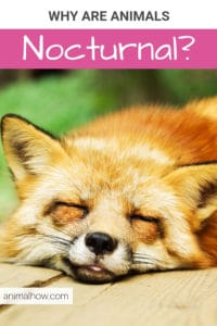 Why Are Animals Nocturnal? 15 Amazing Facts (+ Their Secrets ...