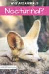 Why Are Animals Nocturnal? 15 Amazing Facts (+ Their Secrets ...