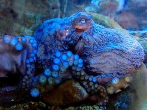 8 Weird Animals Without A Heart (And 3 With Multiple Hearts ...