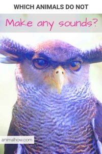 16 Animals That Make No Sounds (Why They Are 100% Silent) – AnimalHow.com