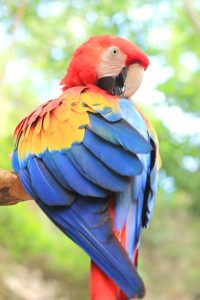 8 Animals With Incredibly Good Memory (With Pictures) – AnimalHow.com