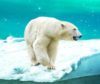 41 Arctic Animals With Amazing Surviving Skills (Facts + Pictures ...