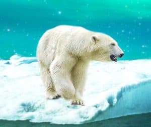 41 Arctic Animals With Amazing Surviving Skills (Facts + Pictures ...