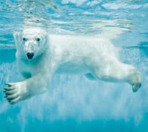 41 Arctic Animals With Amazing Surviving Skills (Facts + Pictures ...
