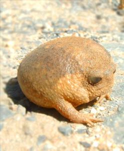 41 Amazing Animals From The Desert (With Pictures) – AnimalHow.com