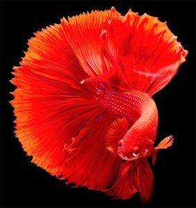 16 Animals That Make No Sounds (Why They Are 100% Silent) – AnimalHow.com