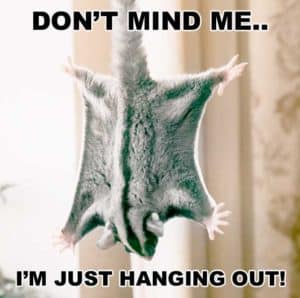 Why Are Animals Nocturnal? 15 Amazing Facts (+ Their Secrets ...