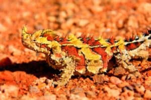 36 Animals With Amazing Camouflage Skills (With Pictures) – AnimalHow.com