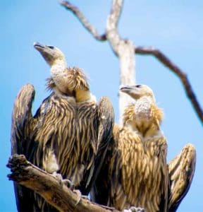 41 Amazing Animals From The Desert (With Pictures) – AnimalHow.com