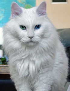 32 Animals With Amazing Eye Colors (Red, Yellow, Green, Blue etc ...