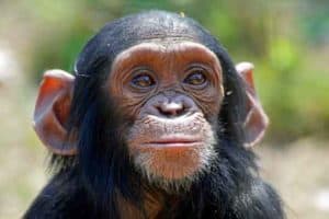39 Extinct Animals: Madagascar, Rainforests etc. (with images ...