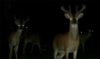 31 Night Animals With Glowing Eyes: Red, Yellow etc. (with images ...