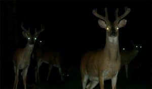 31 Night Animals With Glowing Eyes: Red, Yellow etc. (with images ...