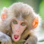 32 Animals With Amazing Eye Colors (Red, Yellow, Green, Blue etc ...