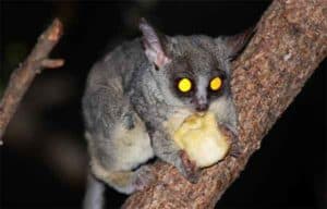 31 Night Animals With Glowing Eyes: Red, Yellow etc. (with images ...