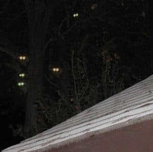 31 Animaux de nuit aux yeux brillants: Rouge, Jaune, etc. (avec des ...