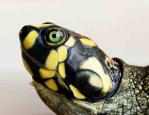 32 Animals With Amazing Eye Colors (Red, Yellow, Green, Blue etc ...