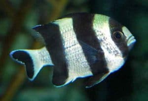 13 “Finding Nemo” Fish Species In Real Life (With Pictures) – AnimalHow.com