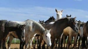 Horses Explained: What’s a Colt, Gelding, Mare, Filly & Stallion ...