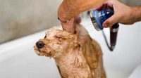 How Often Can I Shower My Dog? 5 Crucial Guidelines – AnimalHow.com